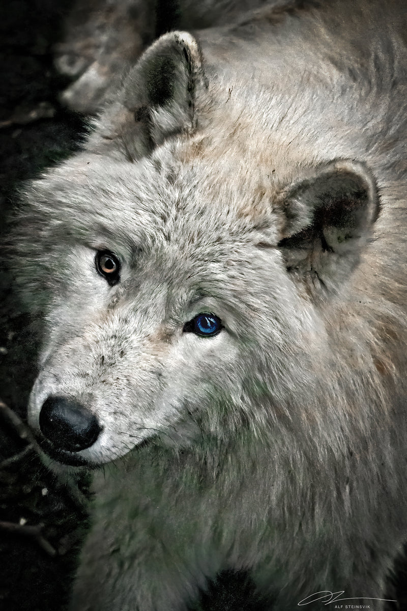 Austria Vienna Zoo Arctic Wolf – So Foto Galleri