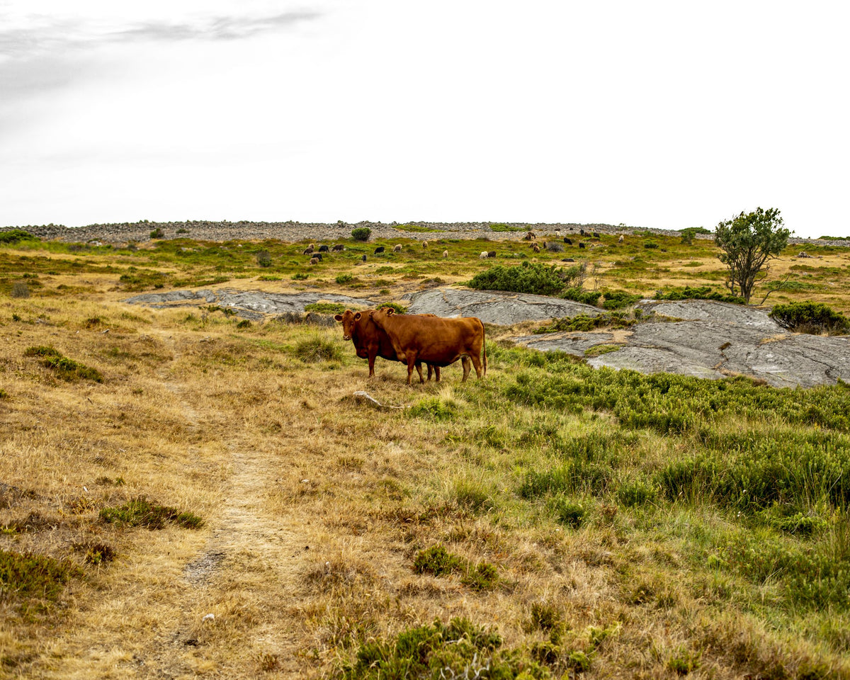 Cows in Milky Way (50x40) – So Foto Galleri